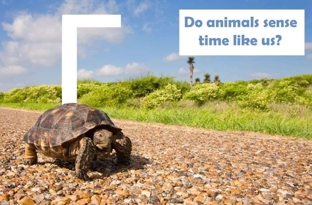 Do animals sense time like us? Let’s see what this study explains ...