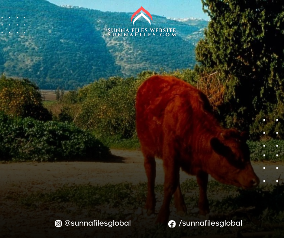 The Red Cow: Alleged Rites for the Purification of Jews and the ...