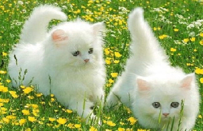 How Did the Prophet ﷺ Know That Cats Are Pure and Dogs Are Impure ...