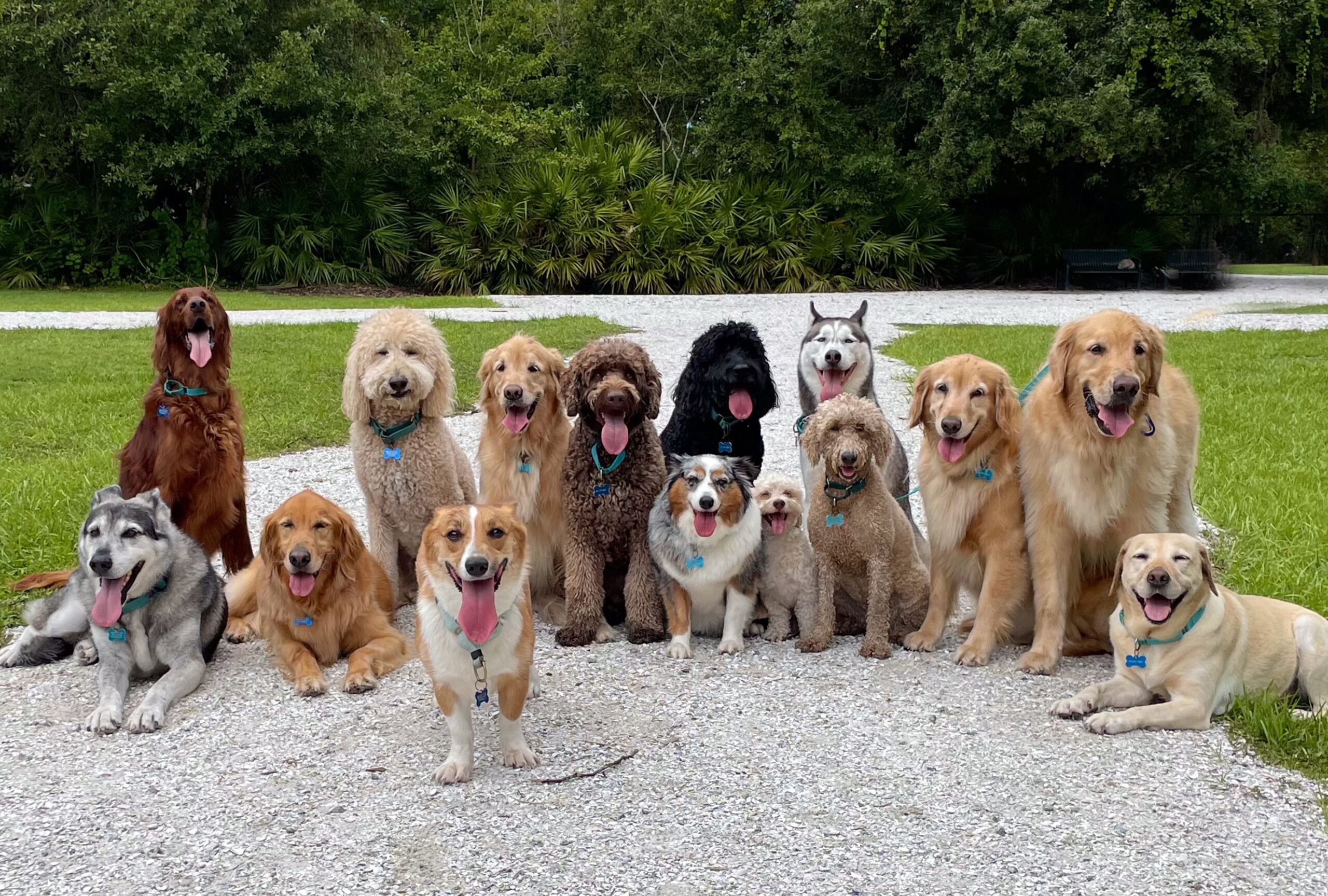 Is Selling Dogs Haram?