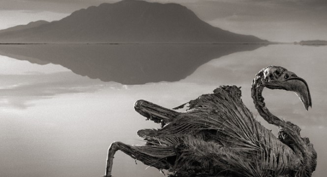 Lake Natron in Tanzania: The Deadly Lake That Turns Animals to Stone